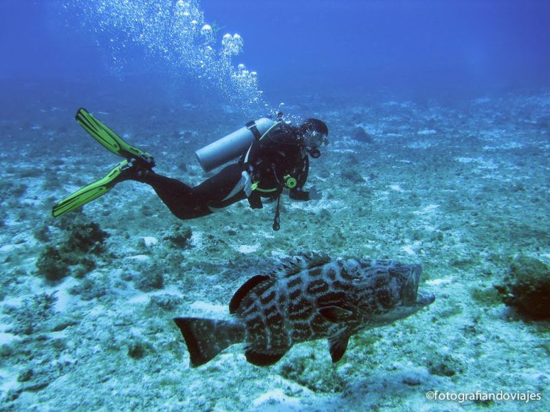 Buceo en Cozumel: inmersiones tranquilas y con buen coral