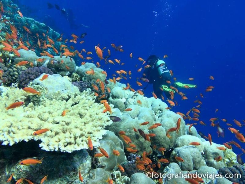Buceo en Sudán, las mejores inmersiones del Mar Rojo