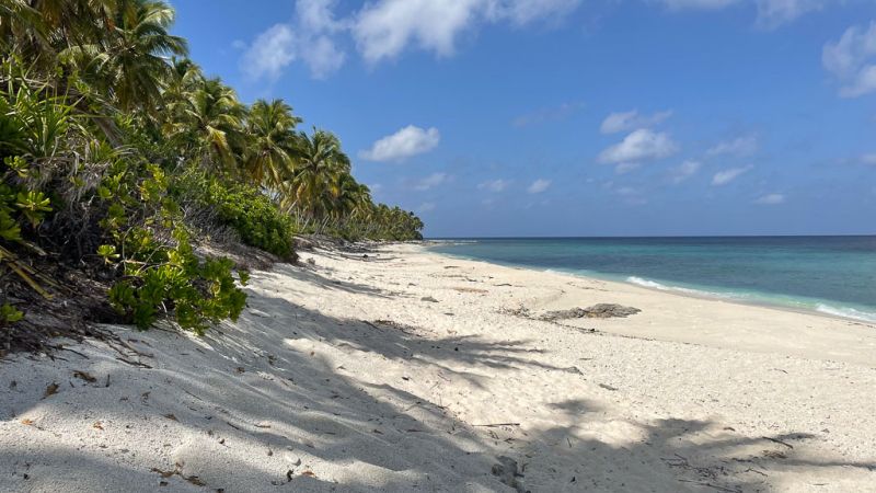 Buceo en Fuvahmulah (Maldivas) con tiburón tigre